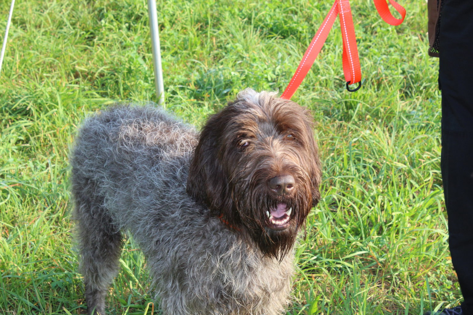 Northern Michigan - Northern Michigan Chapter NAVHDA